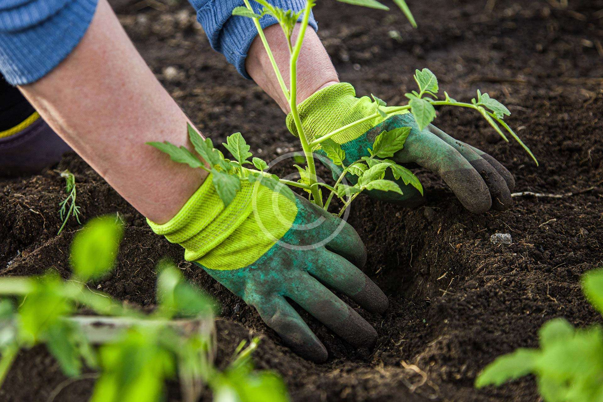 Organic Farming: What Is It And Why It’s Important - Global Crop Care