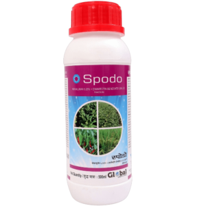 Chilli - Global Crop Care