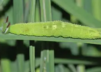 Rice Paddy - Global Crop Care