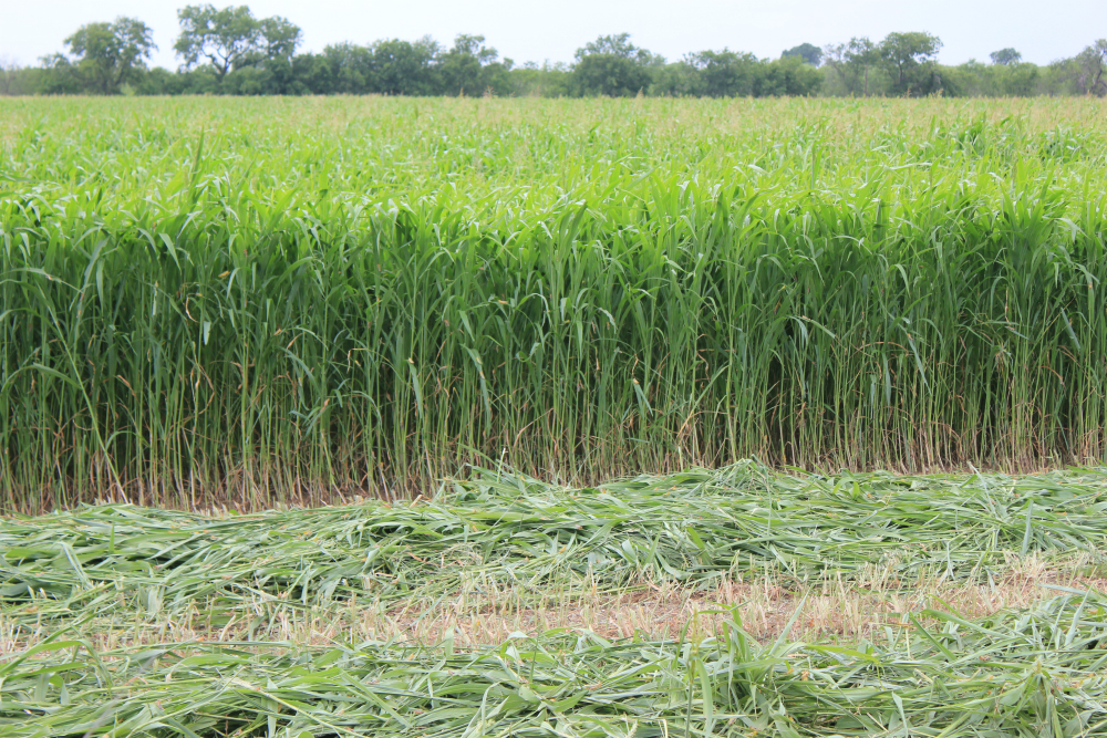 Sorghum Sudan Grass Global Crop Care